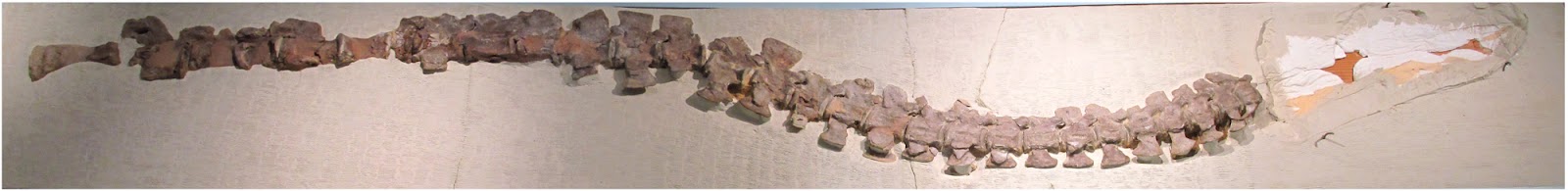 Styxosaurus snowii, an iconic Late Cretaceous plesiosaur