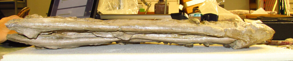 Styxosaurus snowii, an iconic Late Cretaceous plesiosaur