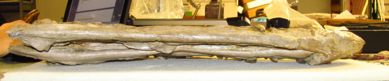 Styxosaurus snowii, an iconic Late Cretaceous plesiosaur