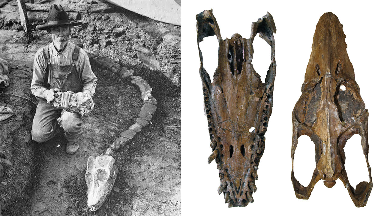 Libonectes morgani, an elasmosaur with transatlantic dispersal