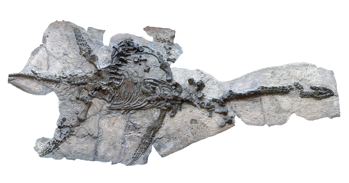 Plesiosauria: A Systematic and Taxonomic Overview