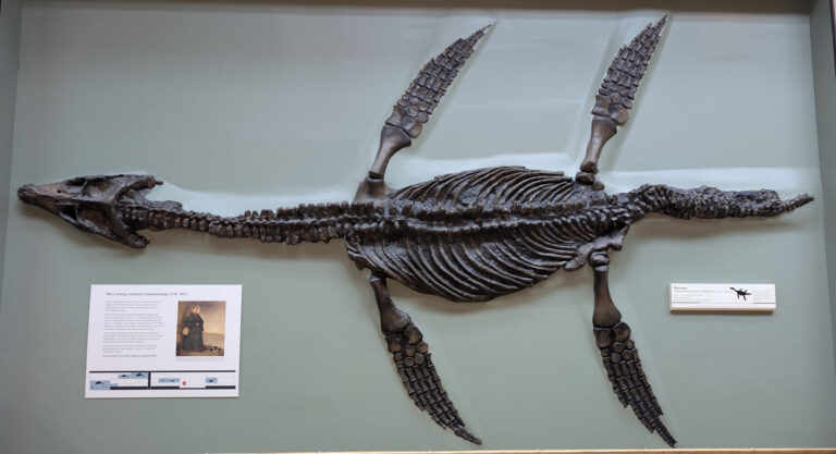 Plesiosauria: A Systematic and Taxonomic Overview
