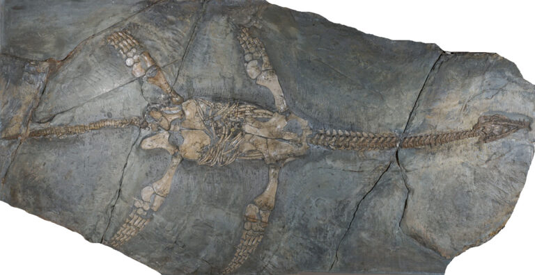 Plesiosauria: A Systematic and Taxonomic Overview